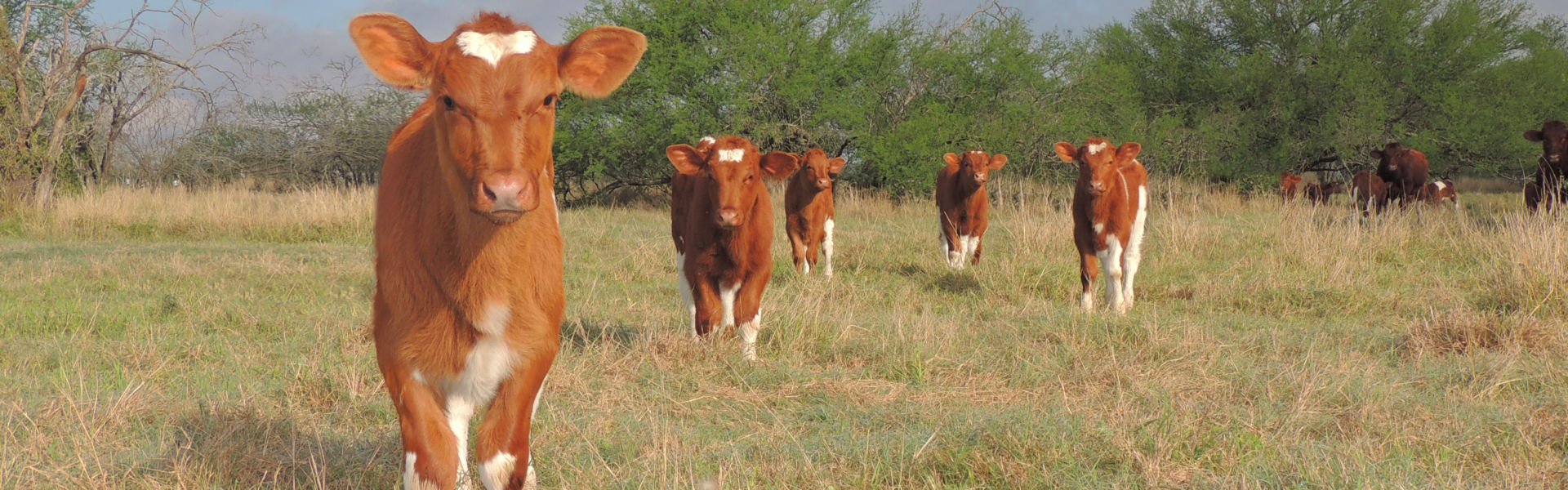 Heifer Calves For Sale - HW McElroy - Maine-Anjou Cattle - Yorktown, TX